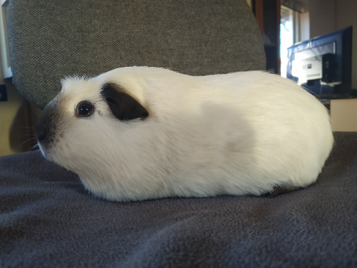 Margox :: Dansk Marsvin Forening - Grundlagt i 2011